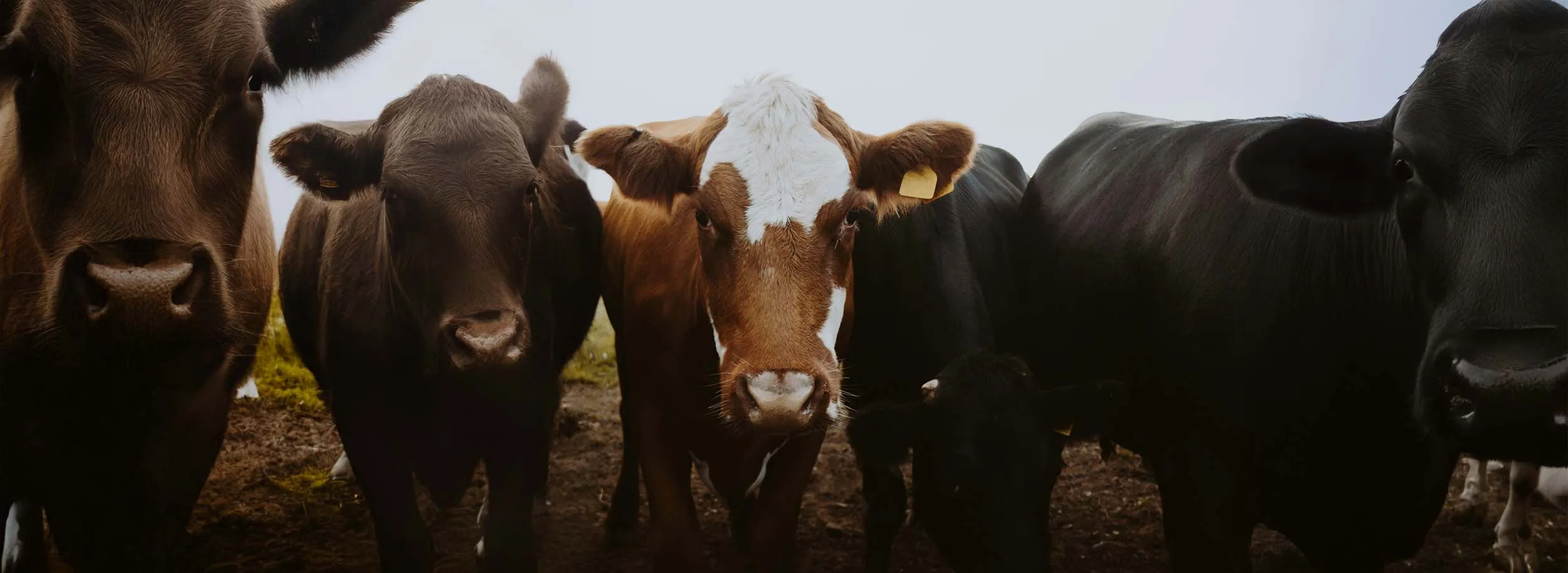 Car, Home, Business & Farm Insurance | FBD Insurance Ireland