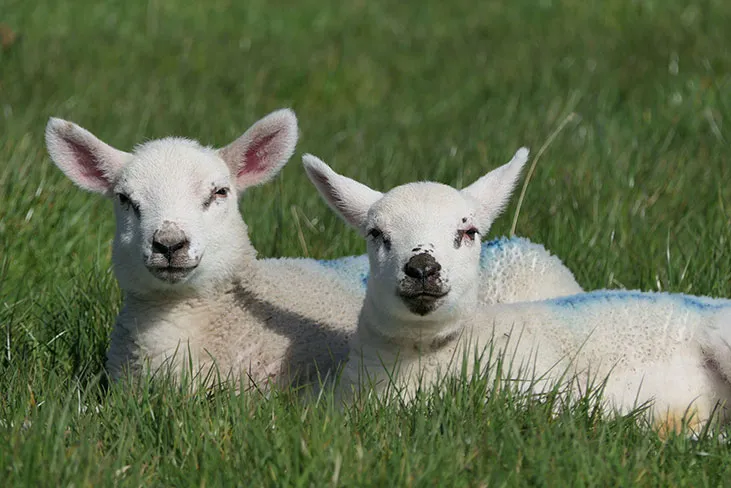 Slurry Safety | Farm Safety - Farm Insurance | FBD Insurance